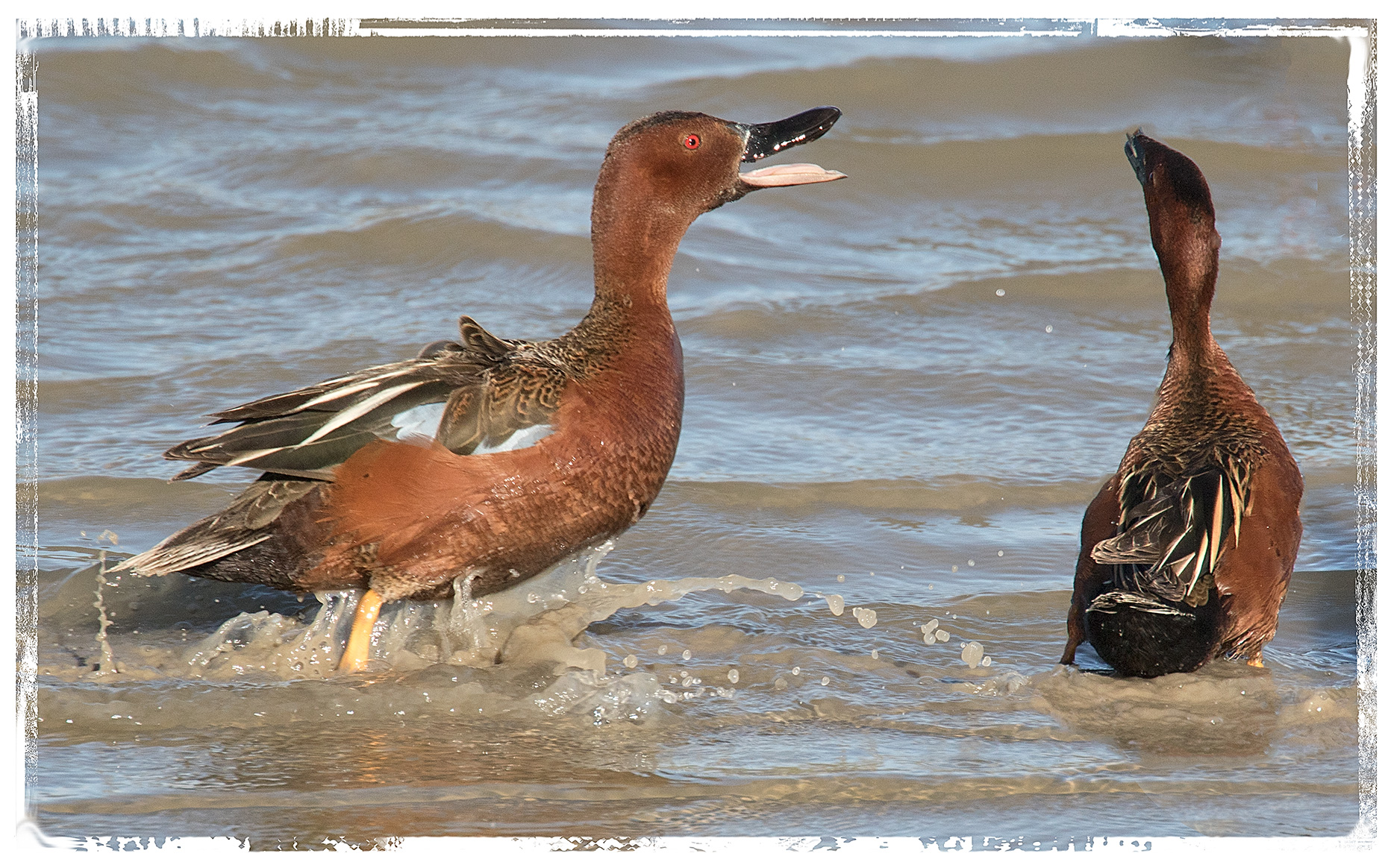 Ducks with Attitude – In a Dark Time