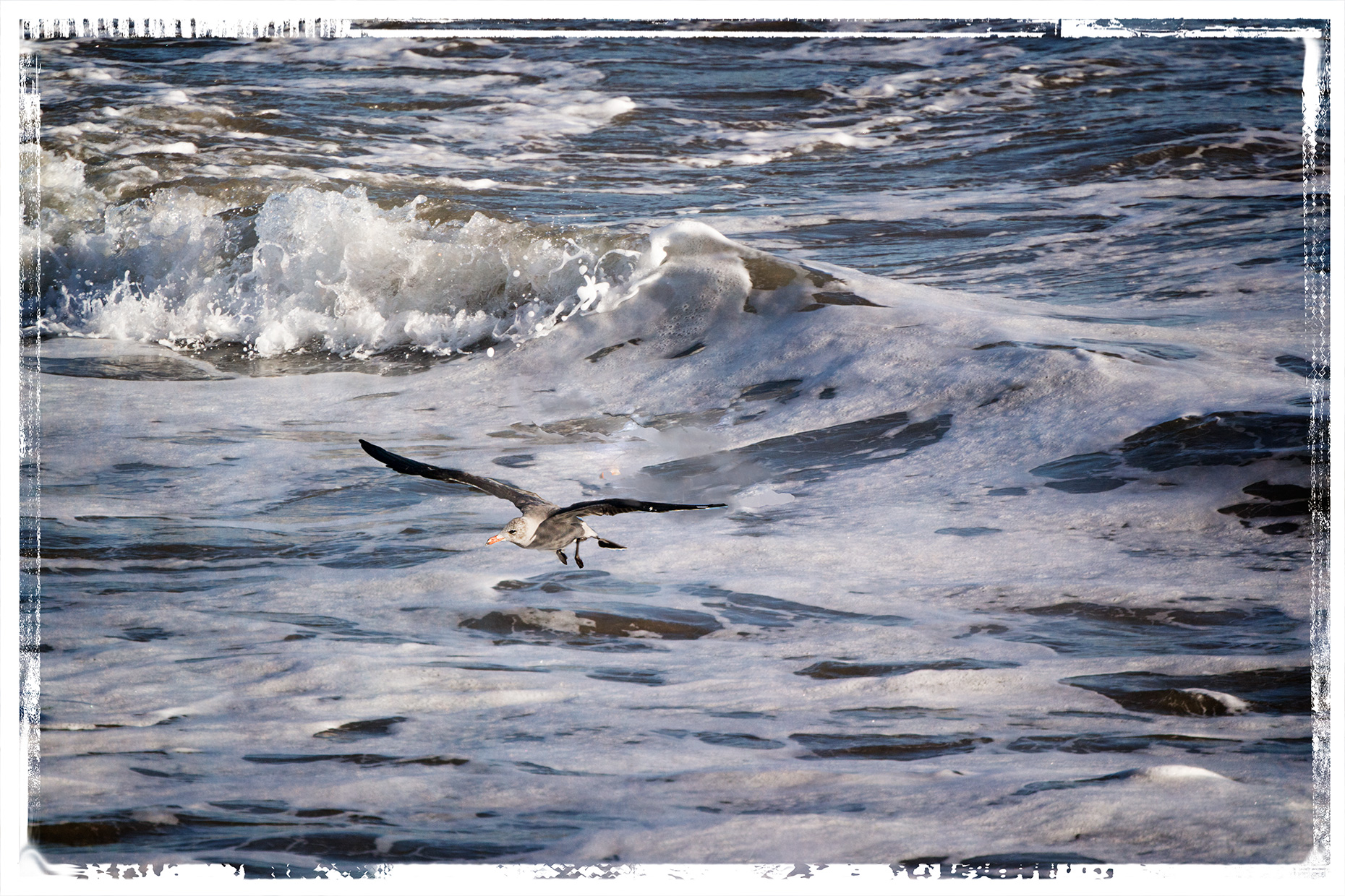 Sea Gulls and Baygulls – In a Dark Time