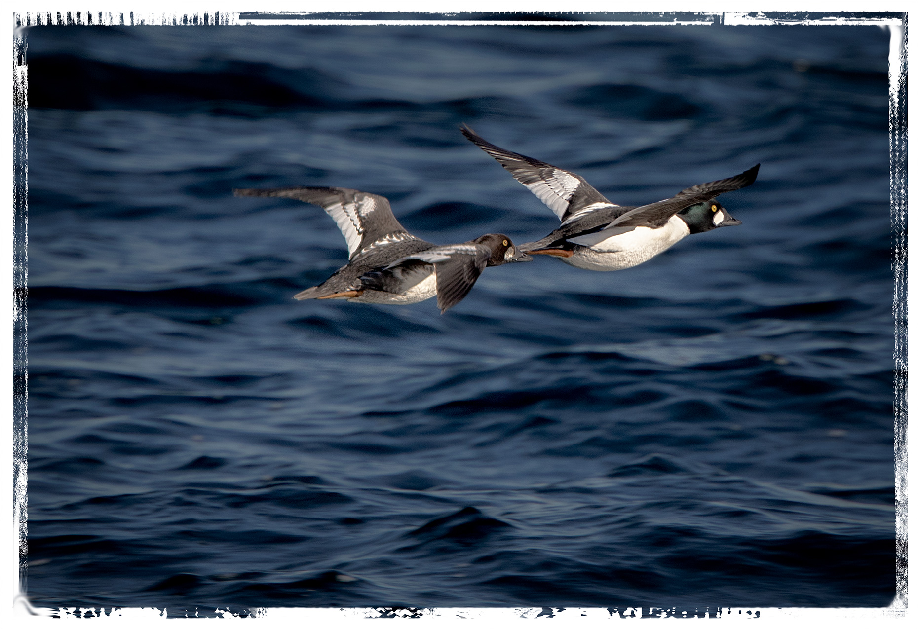 I’m Finally Seeing Lots of Sea Ducks – In a Dark Time