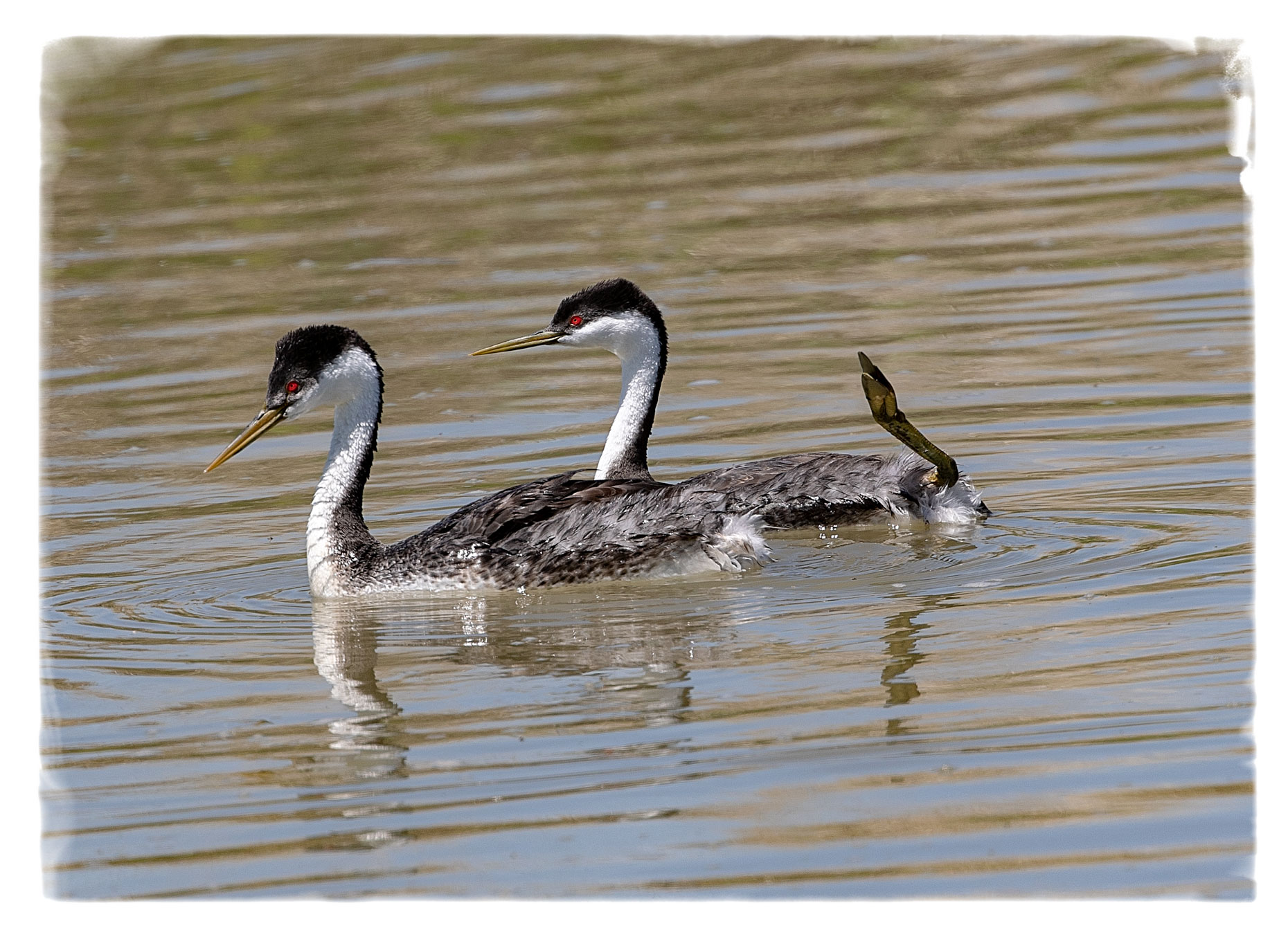 Grebes “Foot-Shipping.” – In a Dark Time