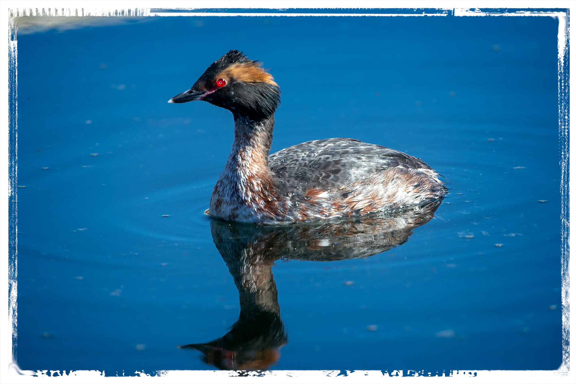 Horned Grebes – In a Dark Time
