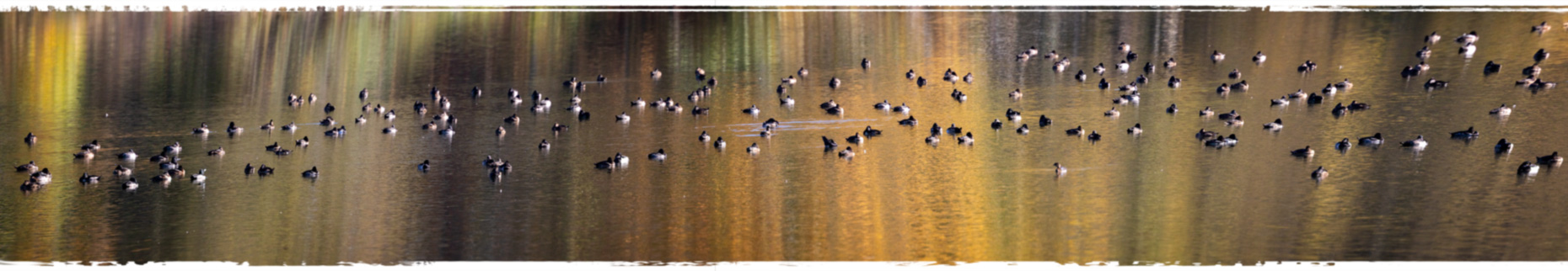 Birding Waughop Lake – In a Dark Time