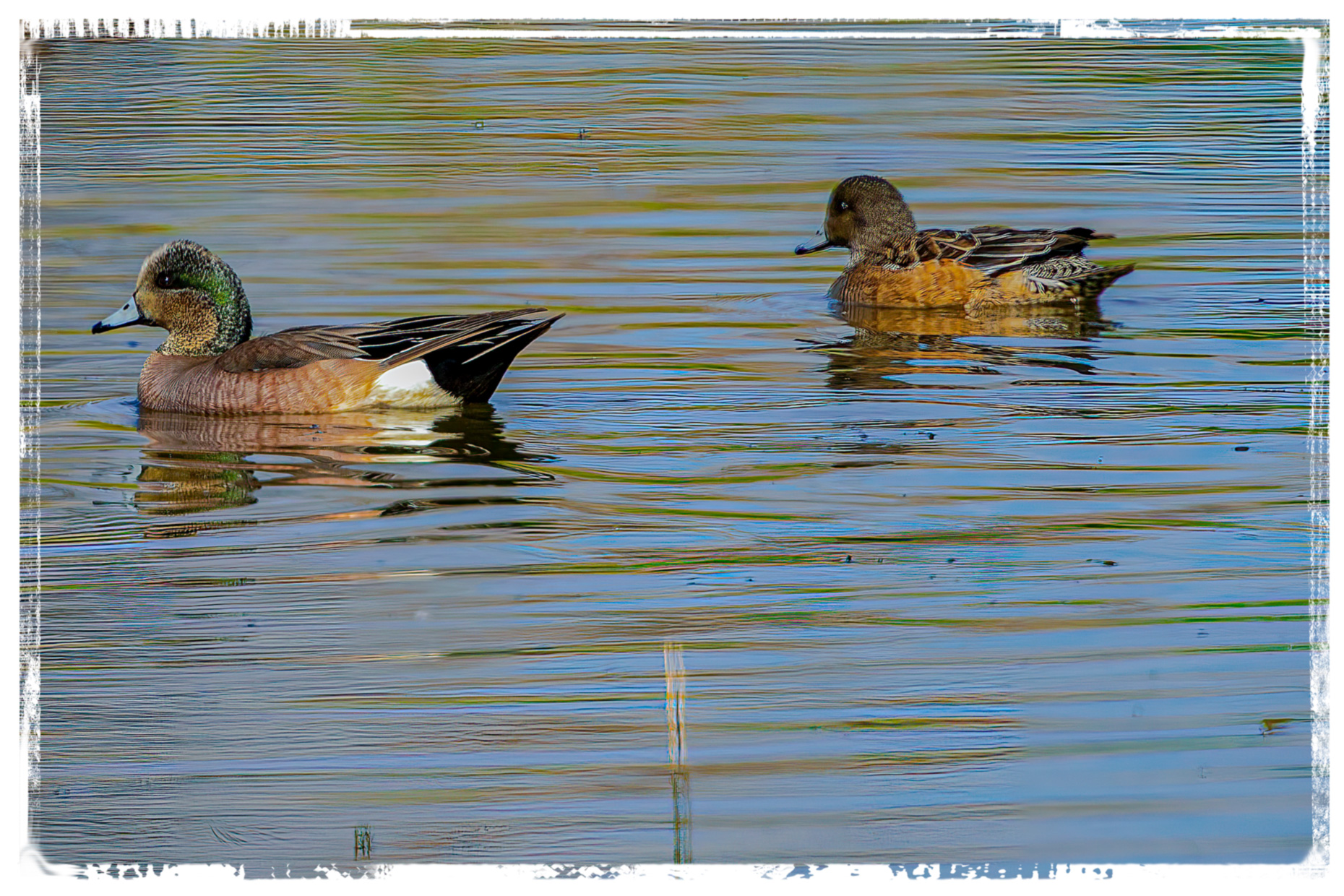 Colusa Ducks – In a Dark Time