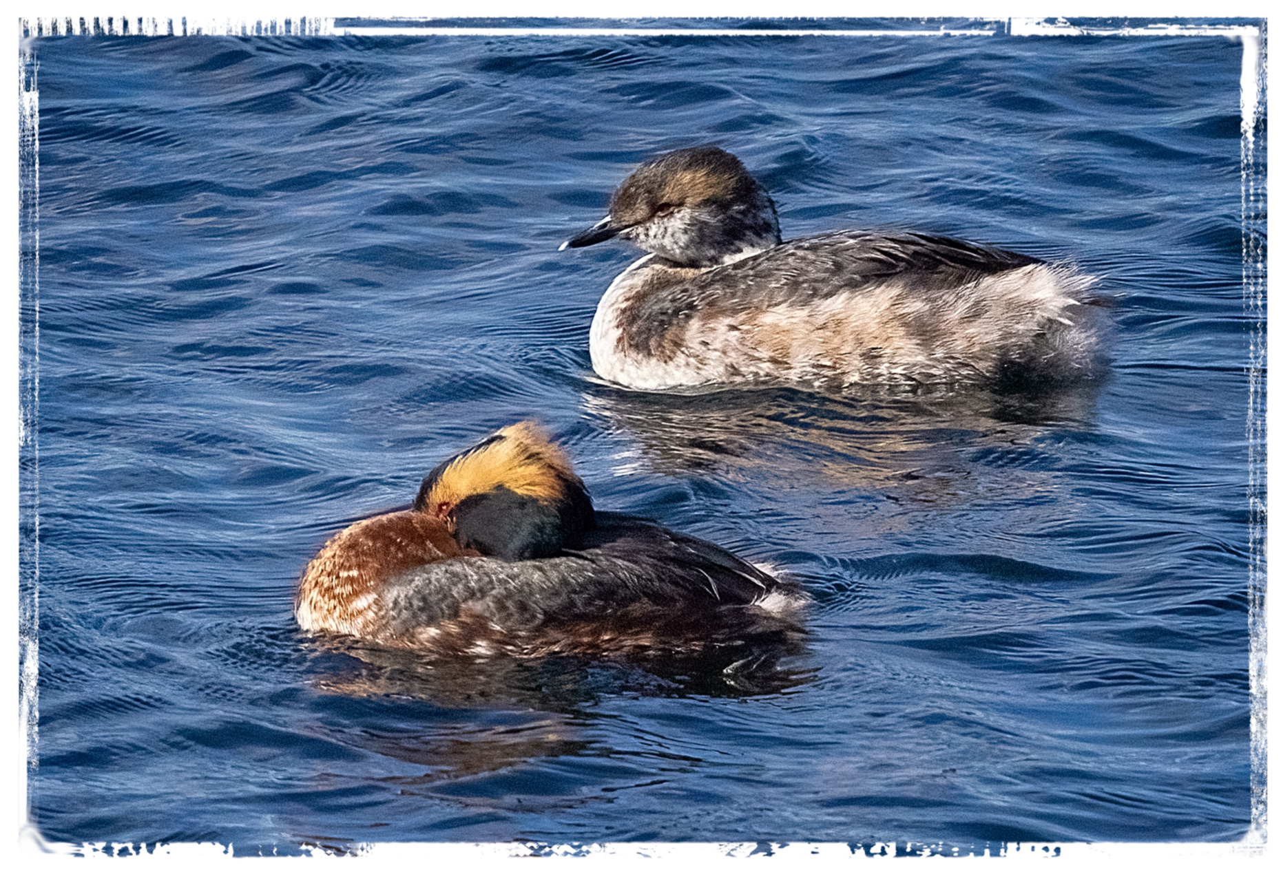 Horned Grebes – In a Dark Time