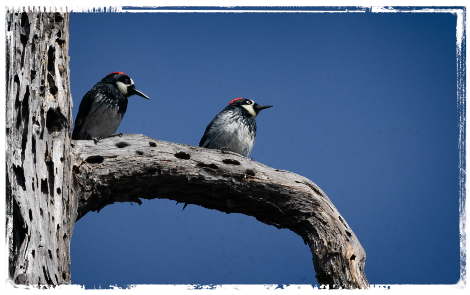A Return Visit to Lake Ralphine/Spring Lake – In a Dark Time
