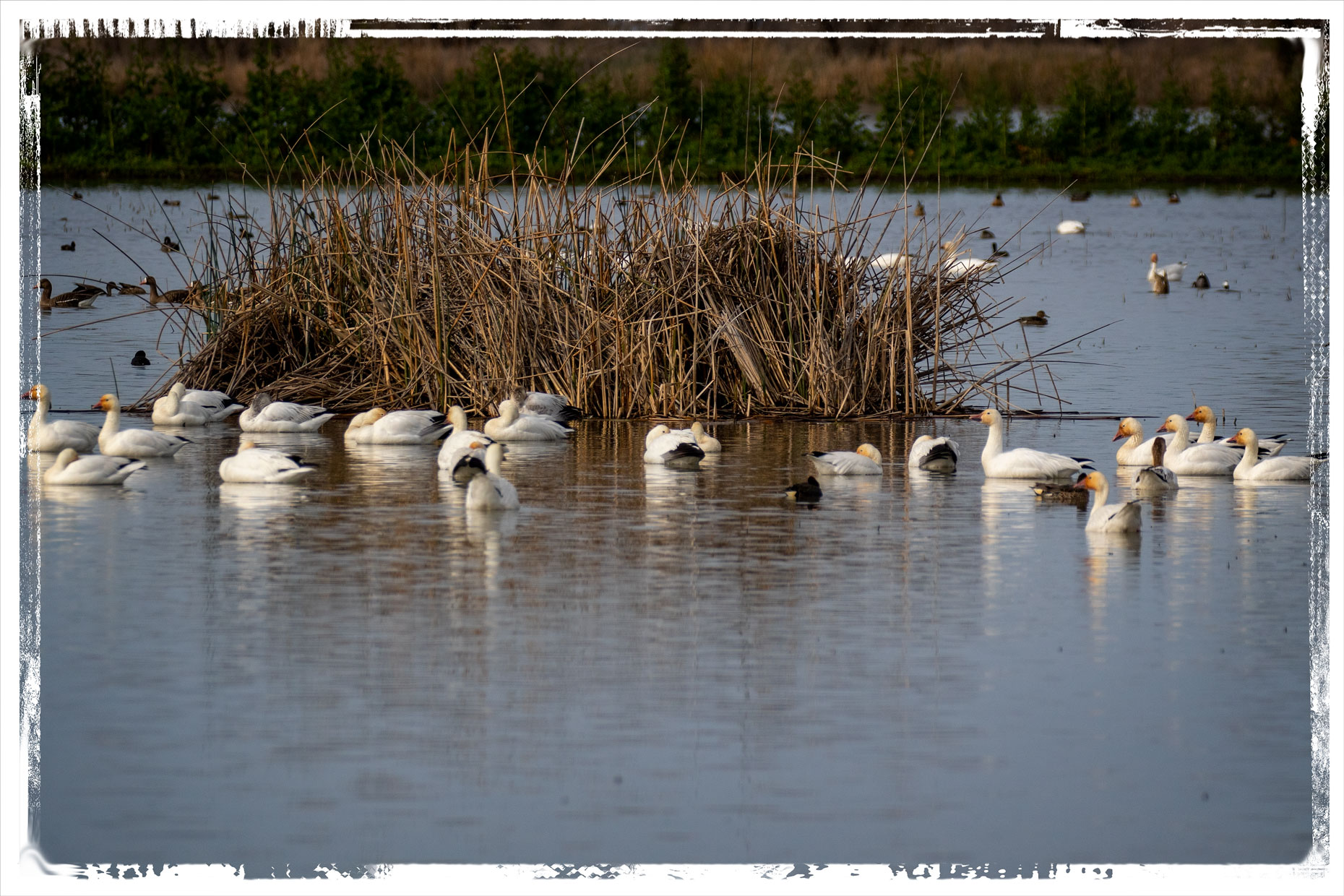 Colusa National Wildlife Refuge – In a Dark Time