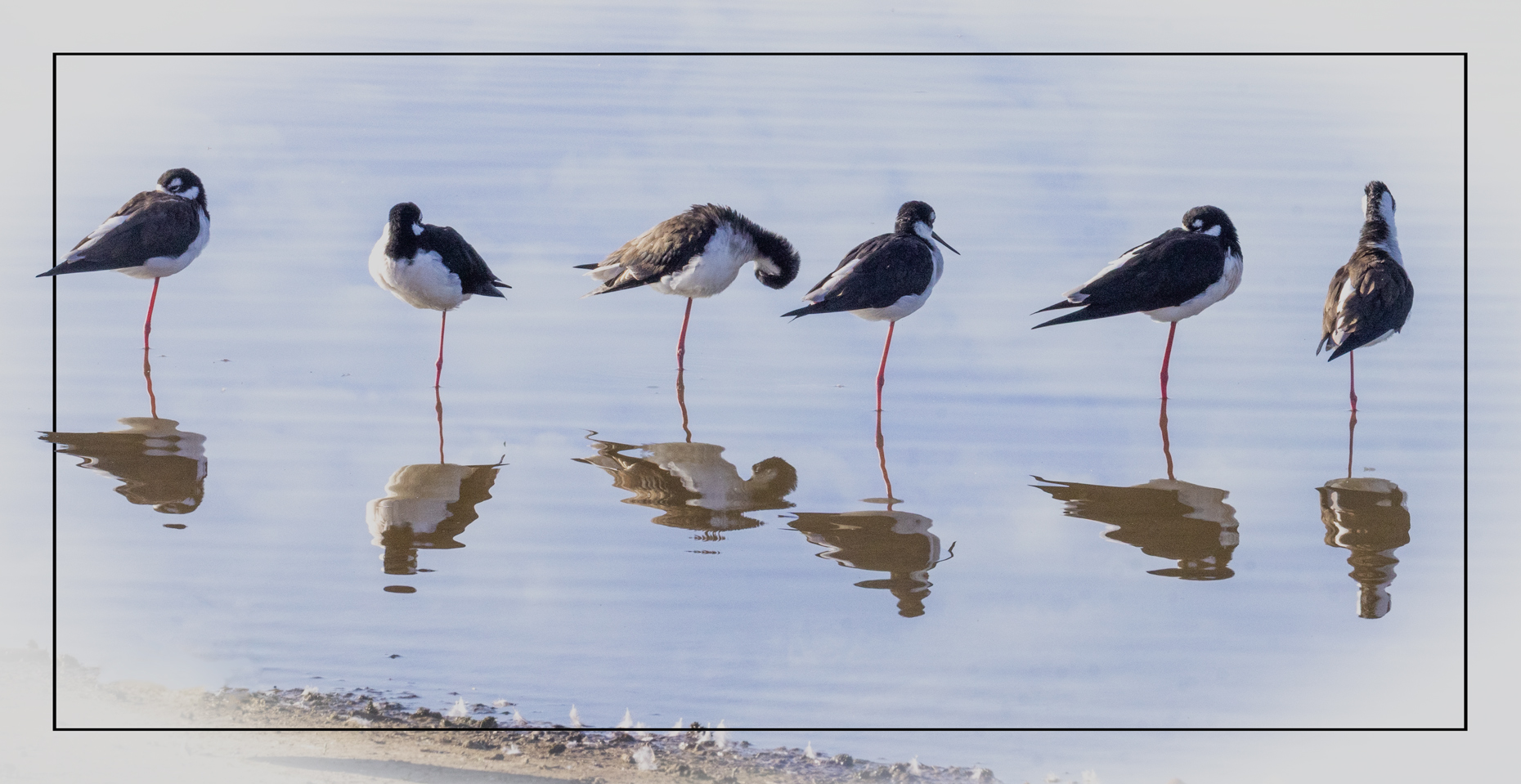 Captivating Black-Necked Stilts: A Wildlife Experience – In a Dark Time