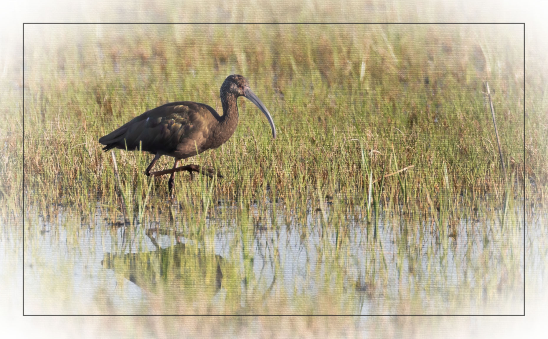 Understanding White-Faced Ibis Color Variations – In a Dark Time
