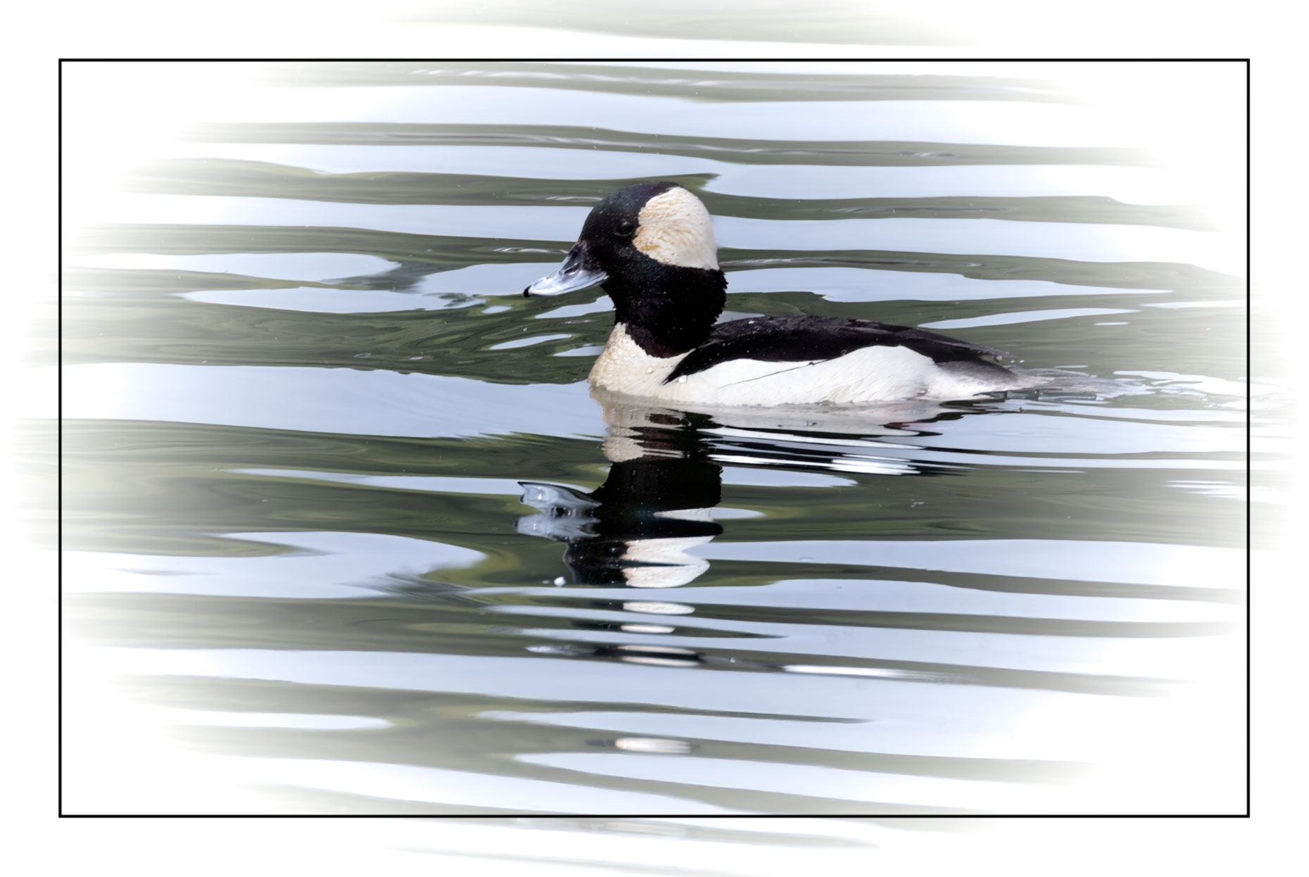 Birdwatching Adventures at Lake Ralphine – In a Dark Time