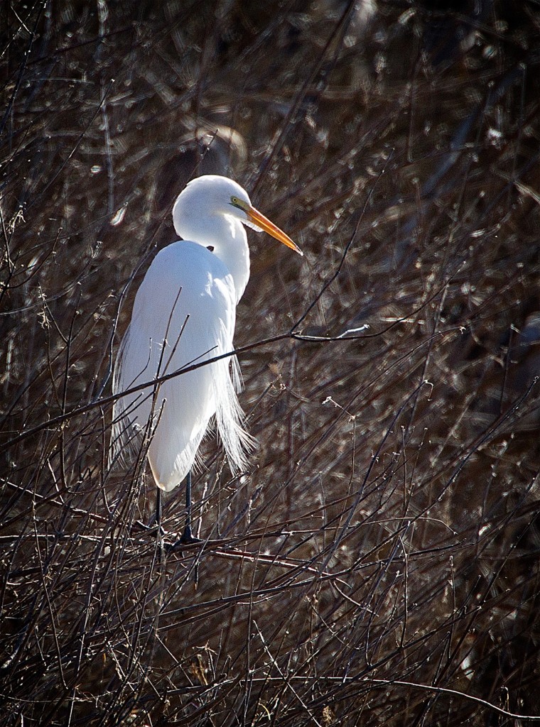 Egrets and More Egrets – In a Dark Time