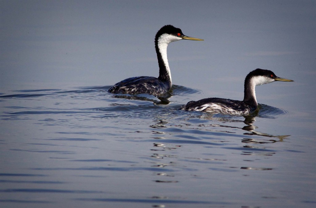 Grebes, grebes, and more grebes – In a Dark Time